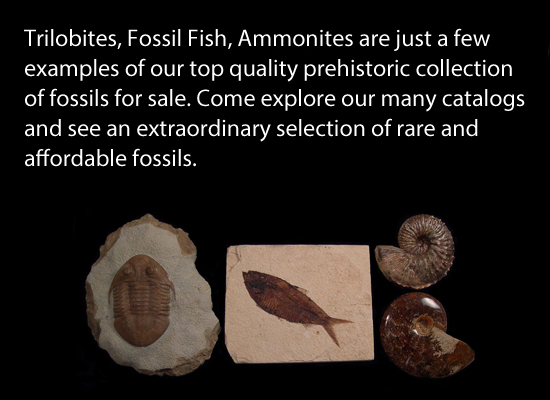 BuriedTreasureFossils: Shark, T-Rex, Megalodon Teeth for Sale